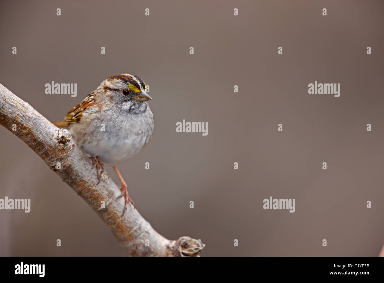 White-throated Sparrow (Zonotrichia albicollis), tan-stripe morph in ...