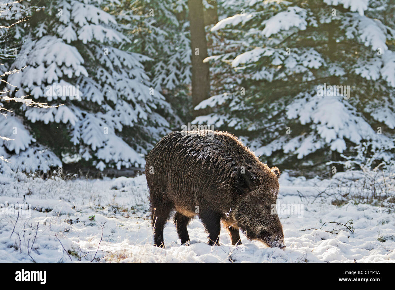 Wild boar (female) - standing in snow / Sus scrofa Stock Photo - Alamy