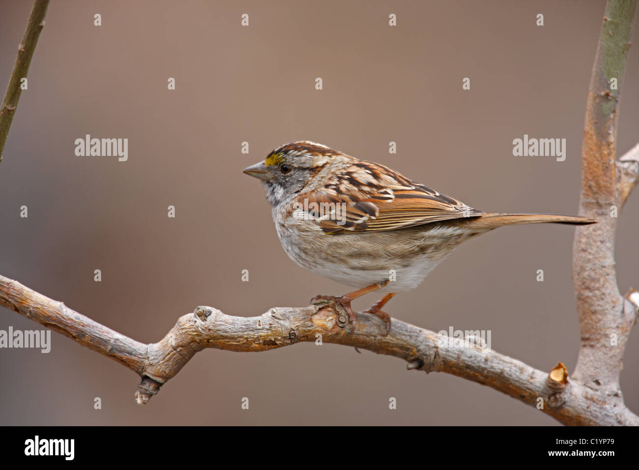 White tan morph sparrow hi-res stock photography and images - Alamy