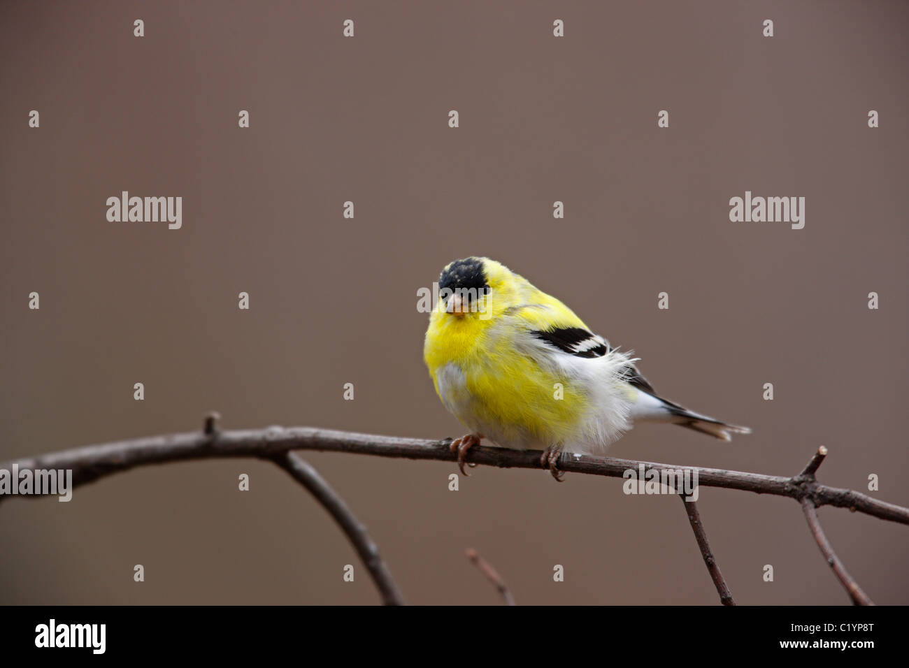 American goldfinch in spring hi-res stock photography and images - Alamy