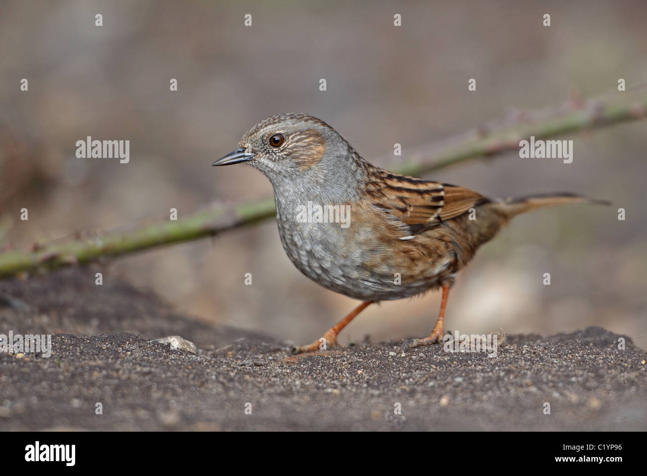 Dunnock (Prunella modularis Stock Photo - Alamy