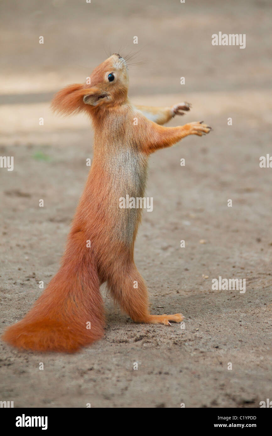 European Red Squirrel - standing on hindpaws / Sciurus vulgaris Stock ...