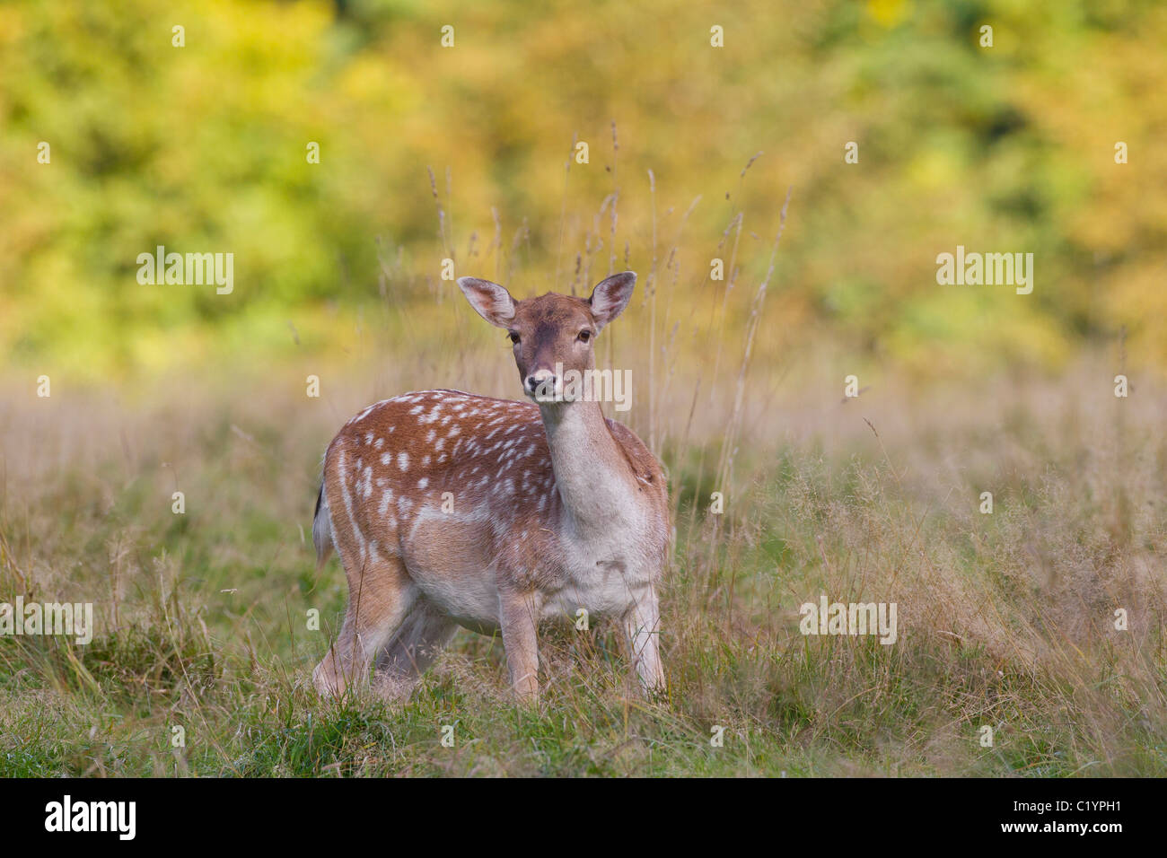 Fallow Deer - female standing on meadow / Dama dama Stock Photo - Alamy