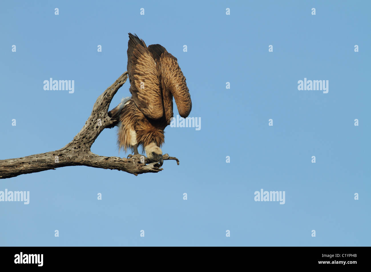 Bird defecating hi-res stock photography and images - Alamy