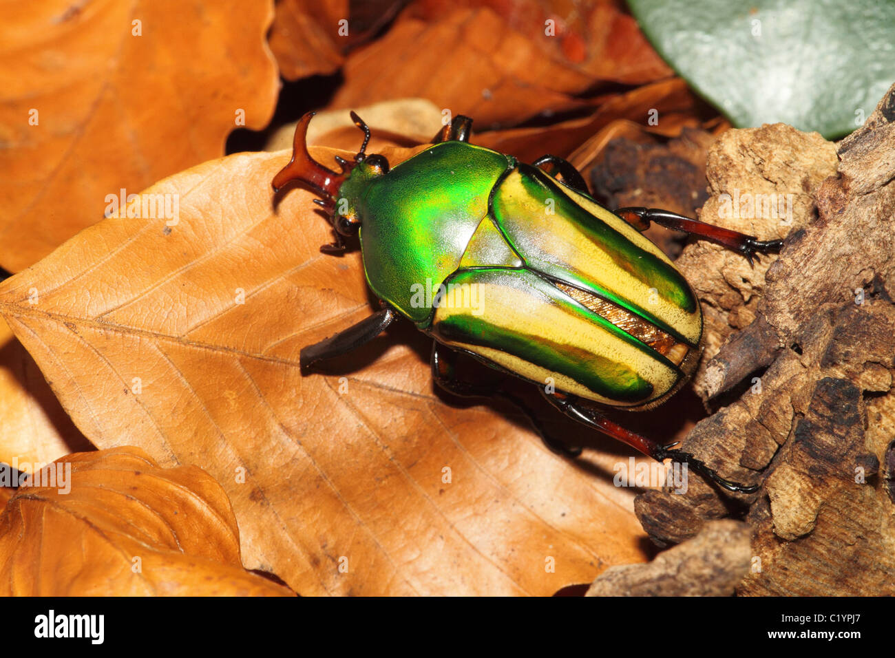 Jade headed buffalo beetle (Eudicella tetraspilota). Male on leaf ...