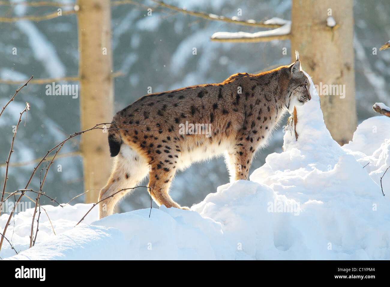 Eurasian lynx in snow / Lynx lynx Stock Photo - Alamy