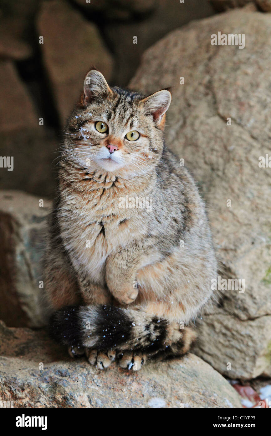 Wildcat - sitting / Felis silvestris Stock Photo - Alamy