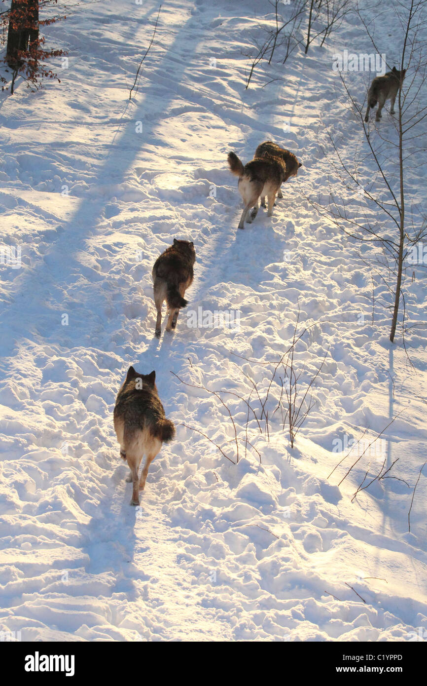Wolves Snow High Resolution Stock Photography and Images - Alamy
