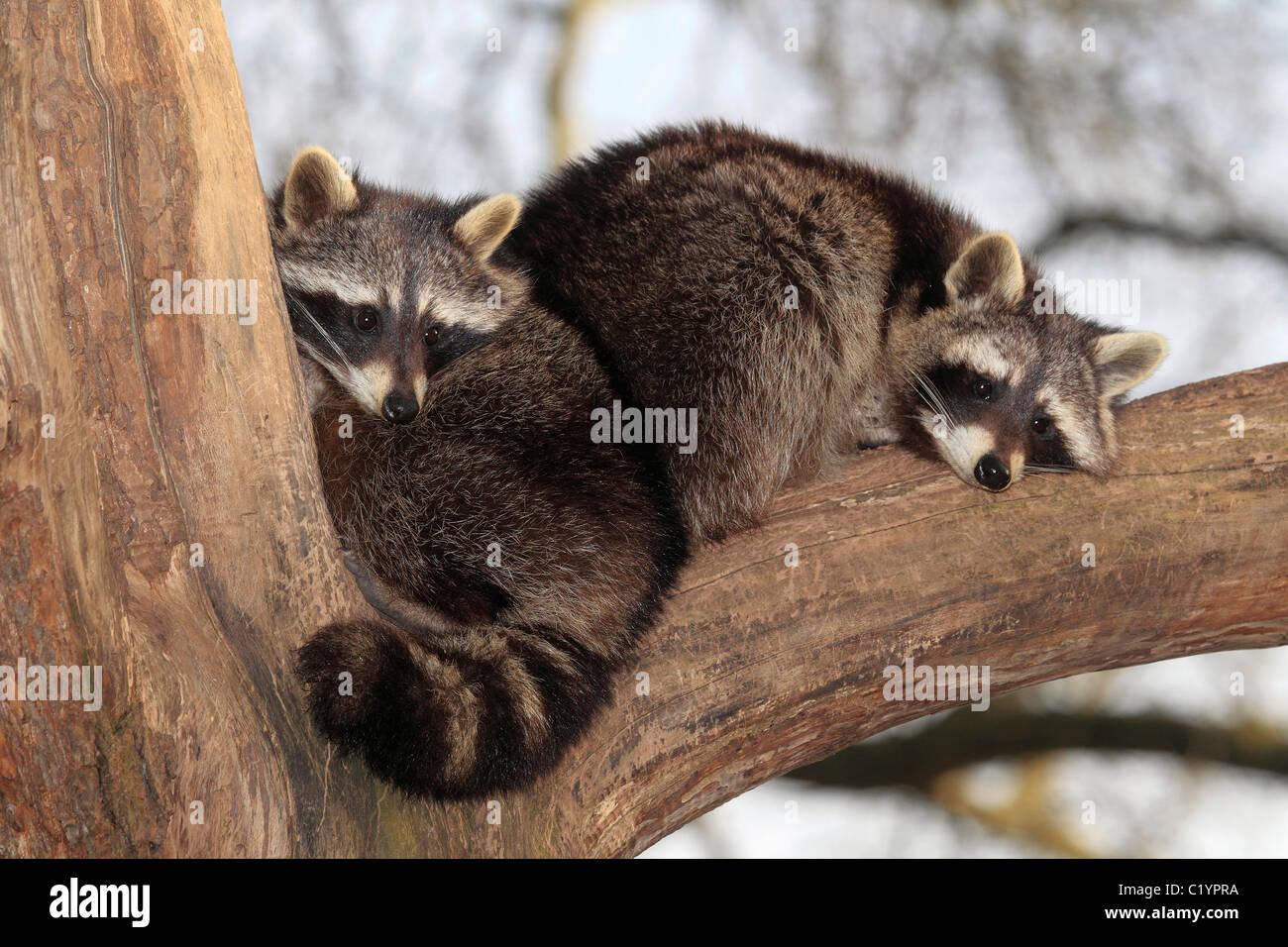 two raccoons on branch / Procyon lotor Stock Photo - Alamy