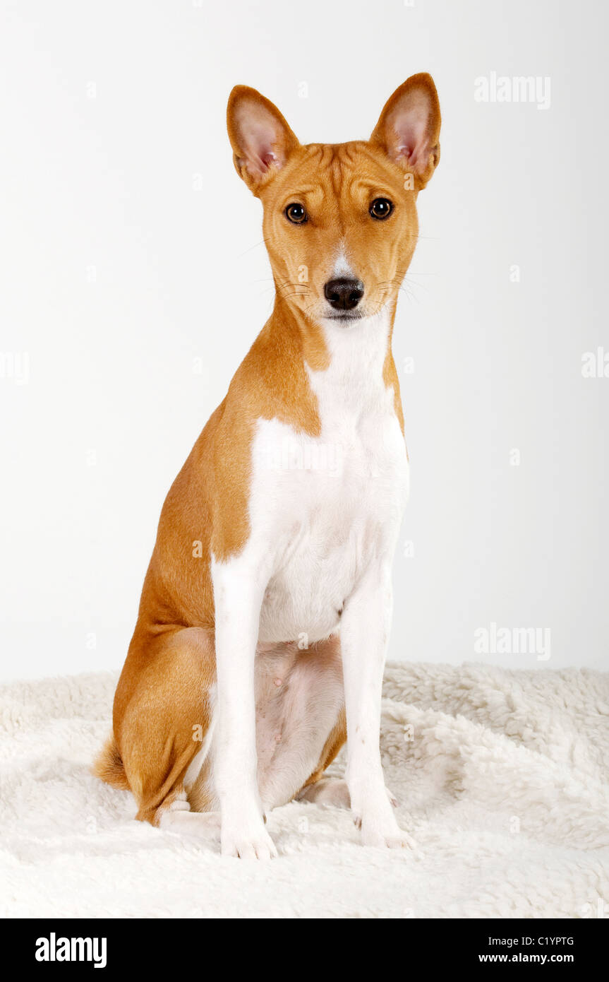 Basenji dog sitting Stock Photo - Alamy