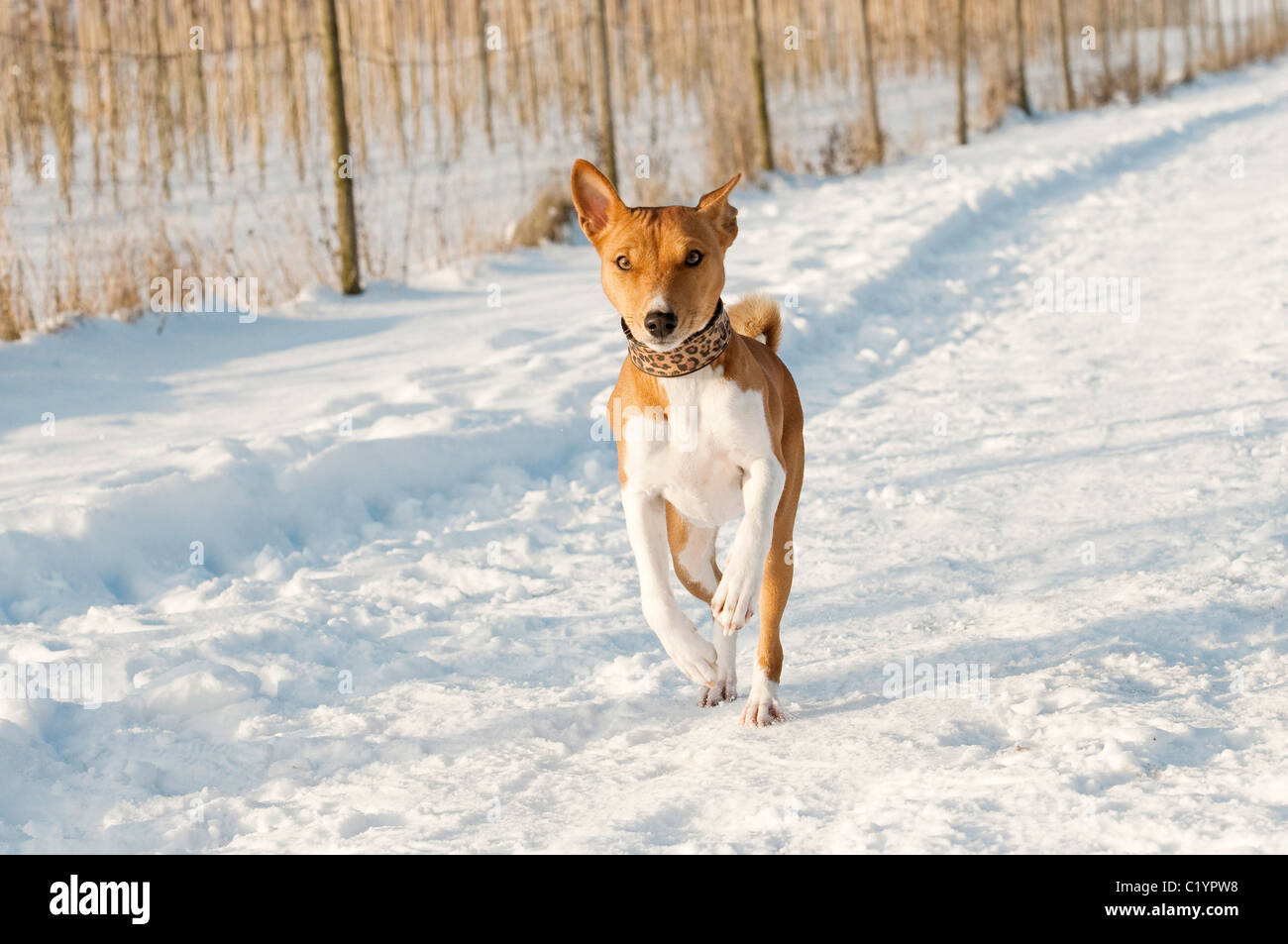 Basenji dog - running in snow Stock Photo - Alamy