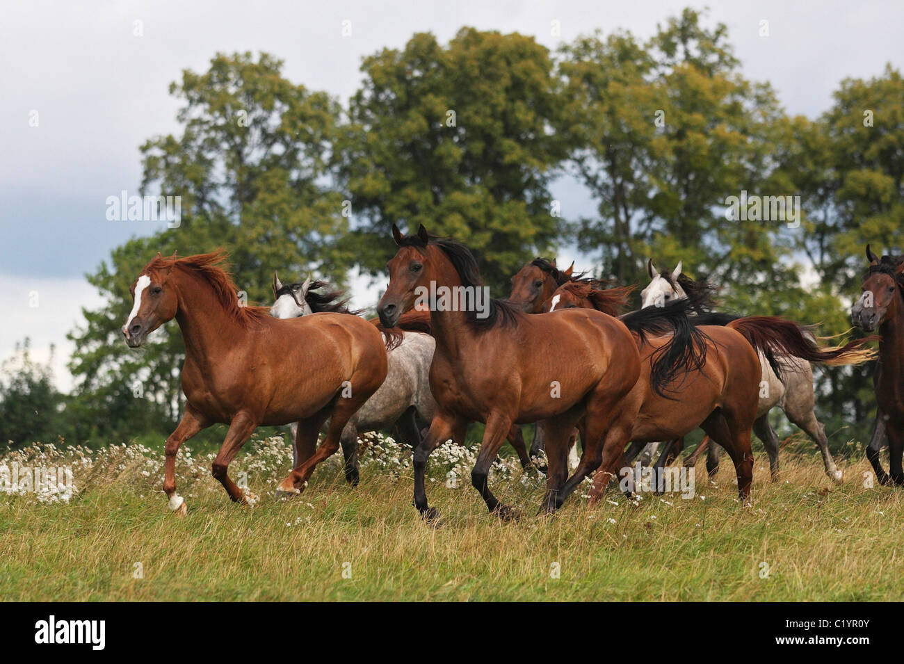 Arabian horses - running on meadow Stock Photo - Alamy
