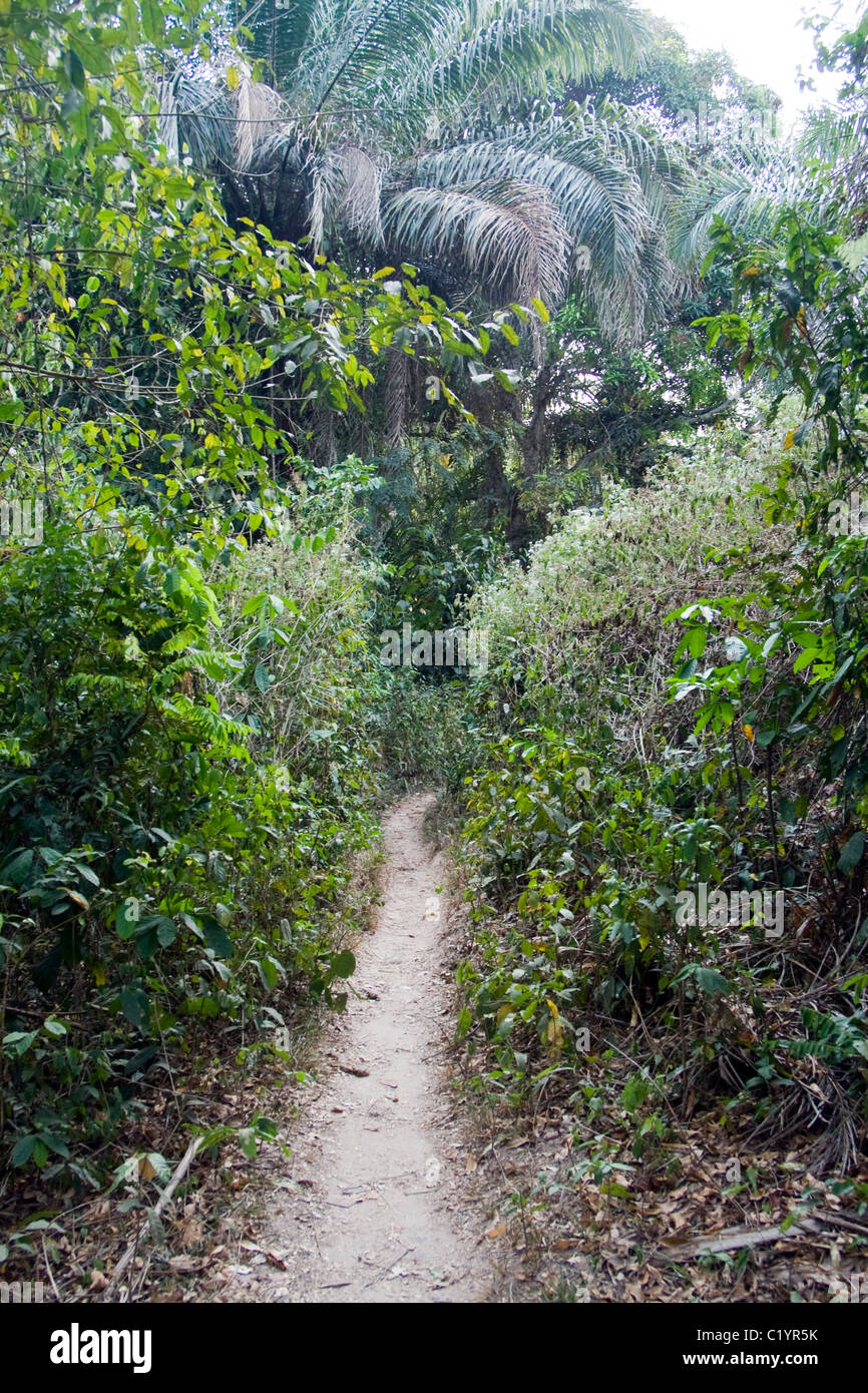 Equatorial rain forest hi-res stock photography and images - Alamy