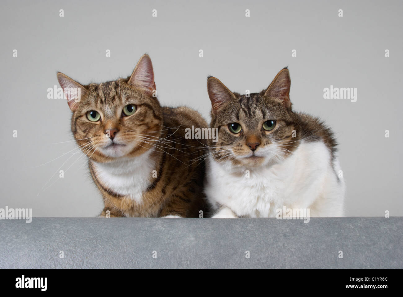 Felis leo hi-res stock photography and images - Alamy