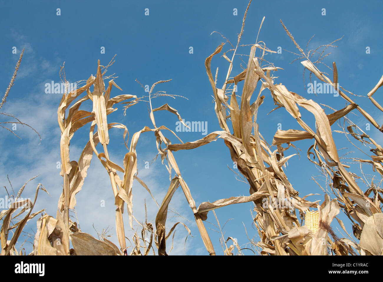 Golden, dry corn plants on an agricultural field Stock Photo - Alamy