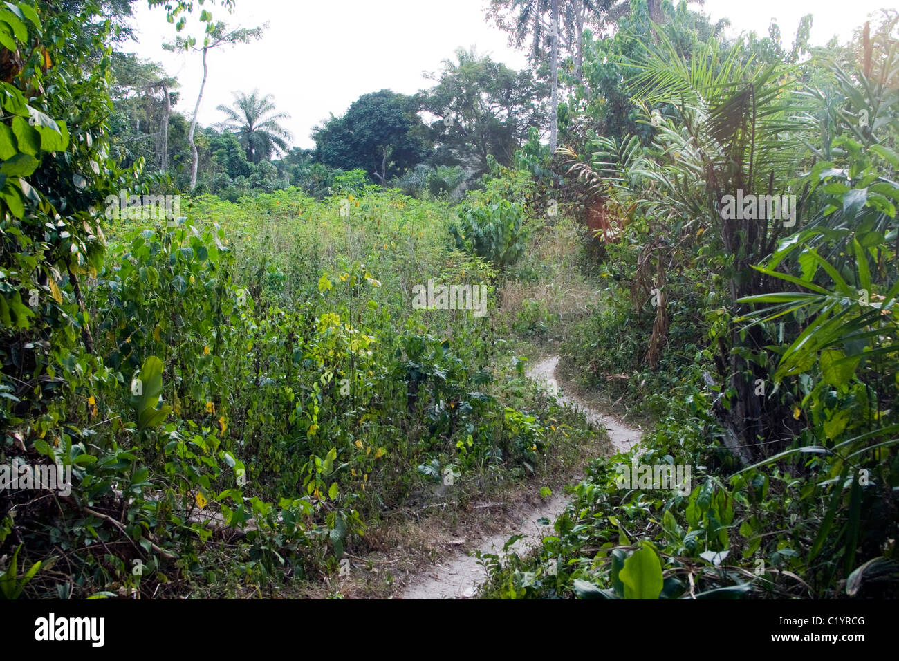 Cassava field in the forest, Betou,Ubangi River,Republic of Congo Stock ...