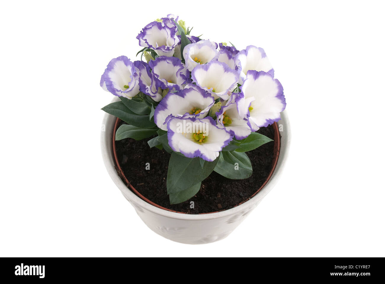 Beautiful violet flower isolated on white Stock Photo - Alamy