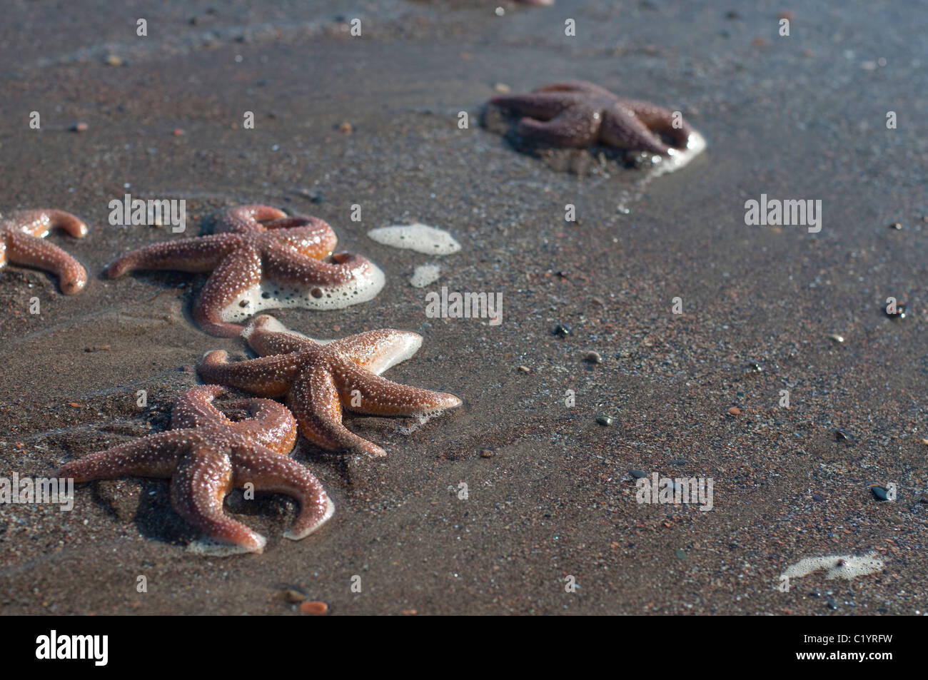 Starfish uk hi-res stock photography and images - Alamy