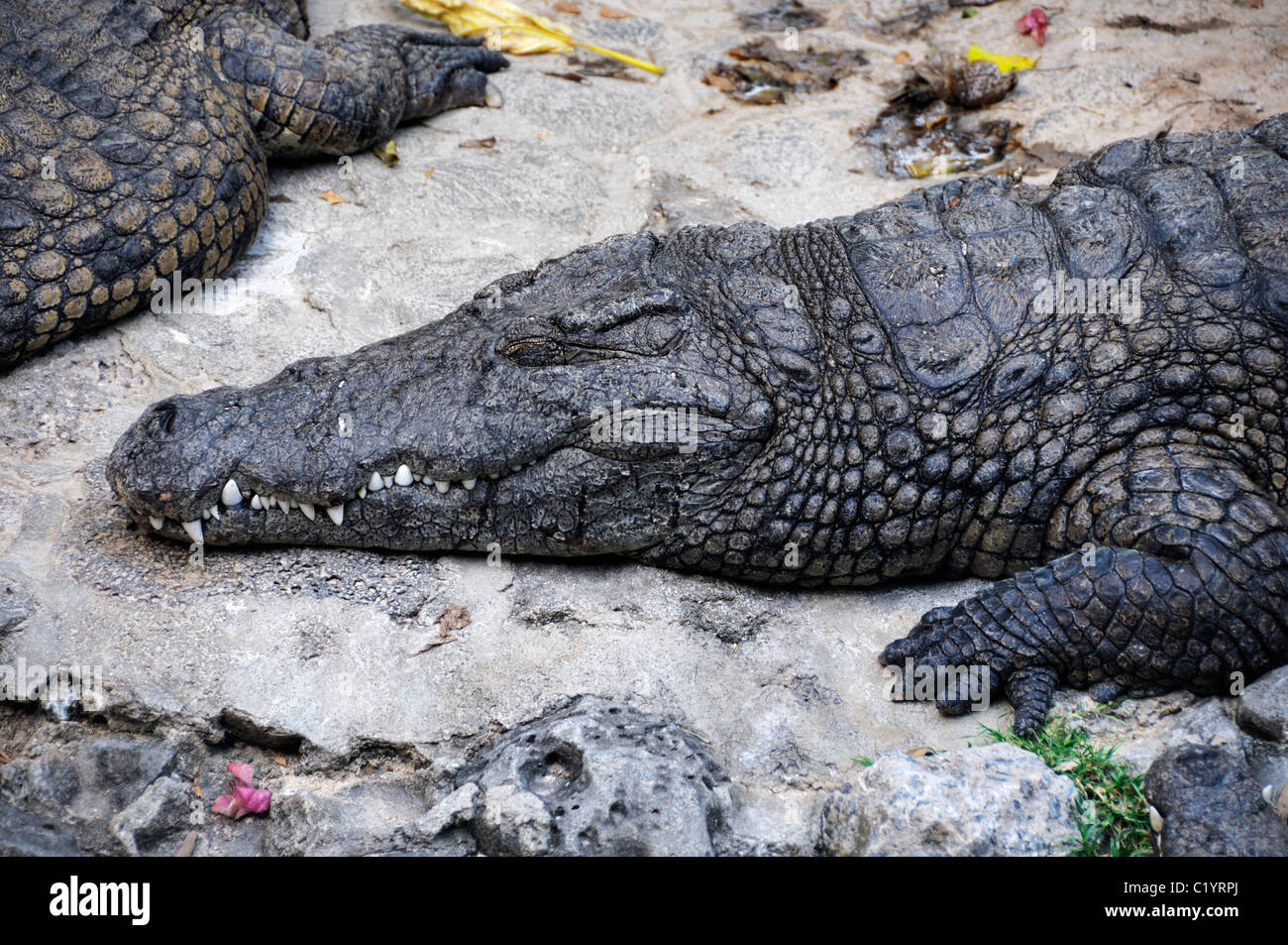 Nile crocodiles hi-res stock photography and images - Alamy