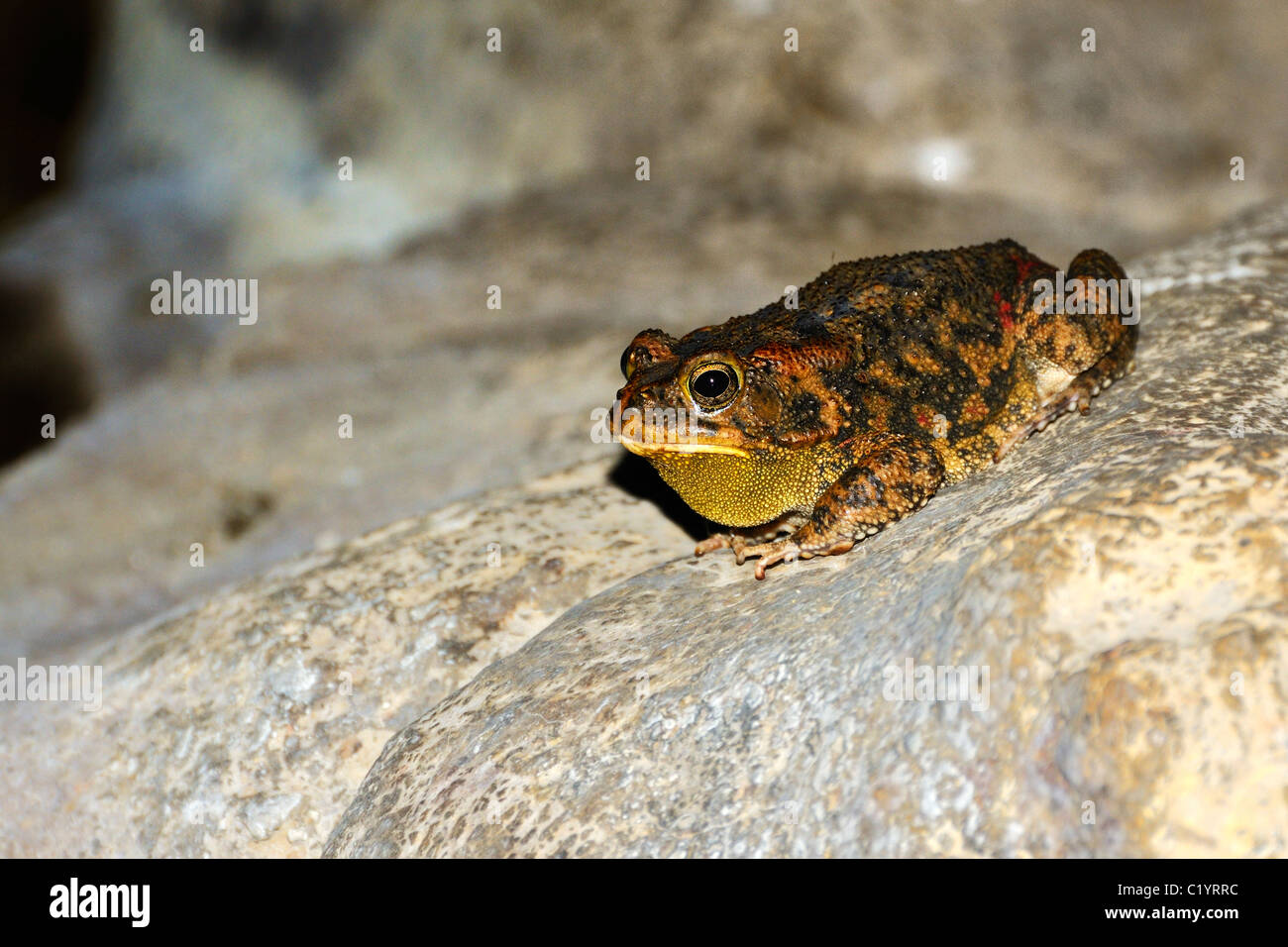 Common African toad (Amietophrynus gutturalis, previously Bufo gutteralis) at night time in La ...