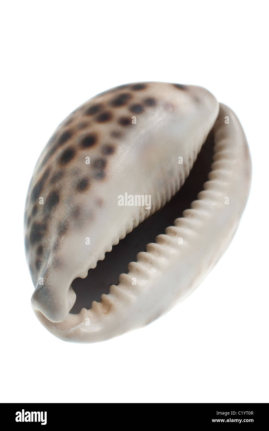 Seashell with dark spots isolate in white background Stock Photo - Alamy