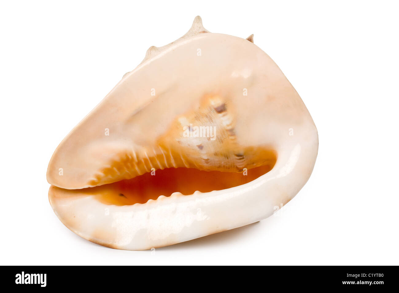 Conch Shell with white background Stock Photo - Alamy