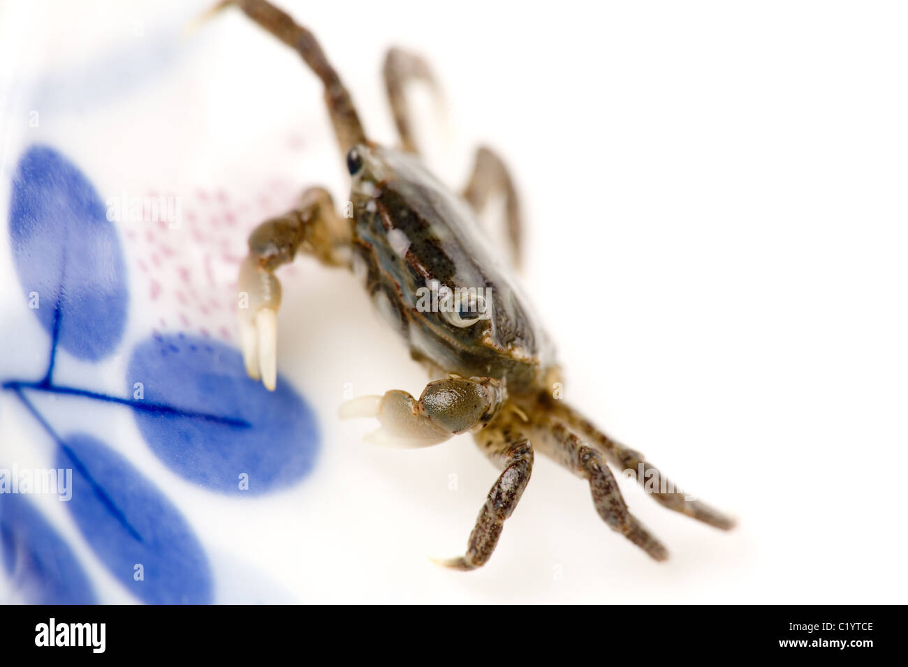 a Crab close up shot Stock Photo - Alamy