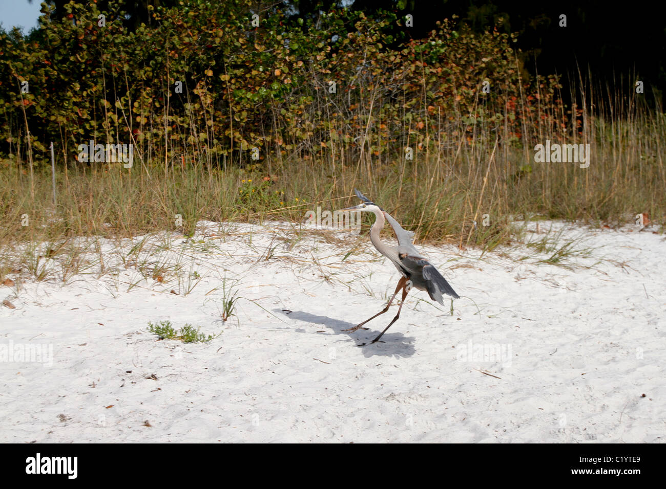 Perfect bird landing hi-res stock photography and images - Alamy