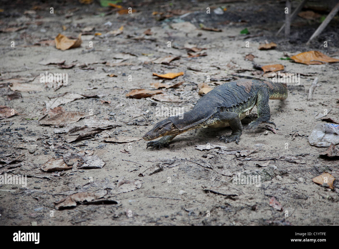 Giant Lizard (Komodo Dragons/ Monitor Lizard) on Sapi Island, Sabah ...