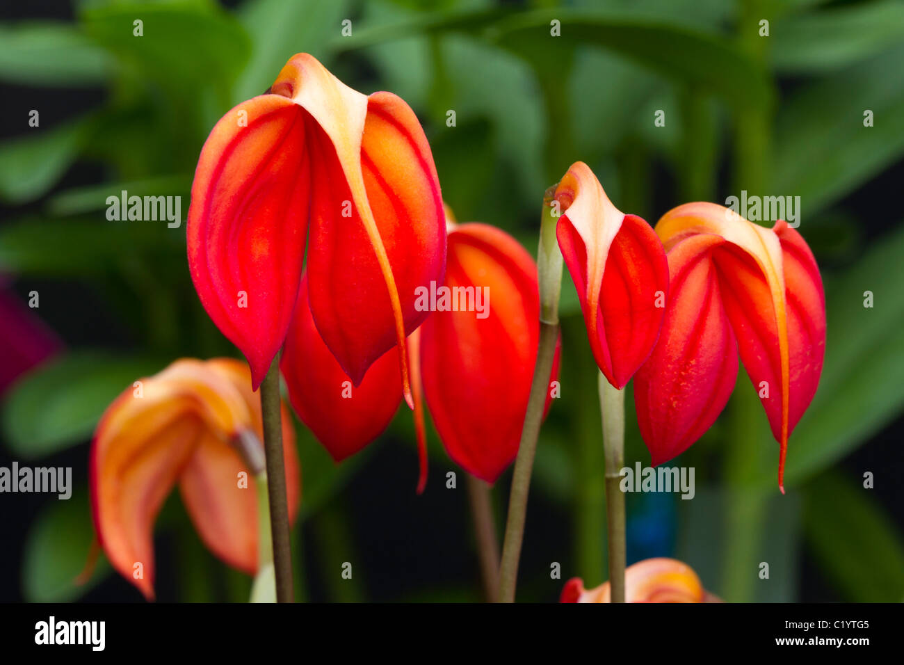 Masdevallia hi-res stock photography and images - Alamy