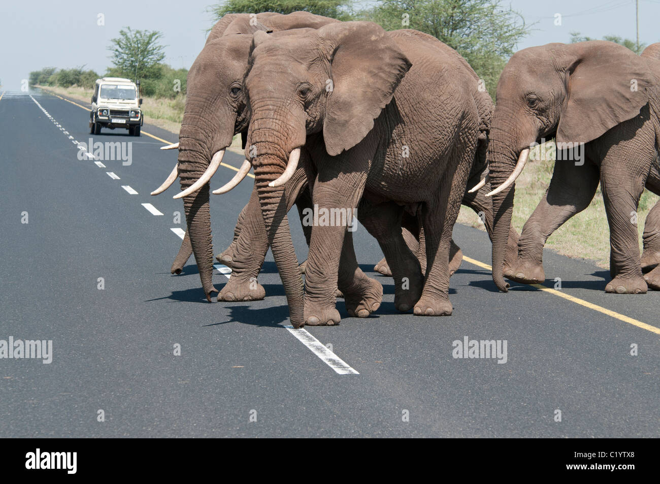 Stock photo of a group of elephants crossing the road to Ngorongoro ...