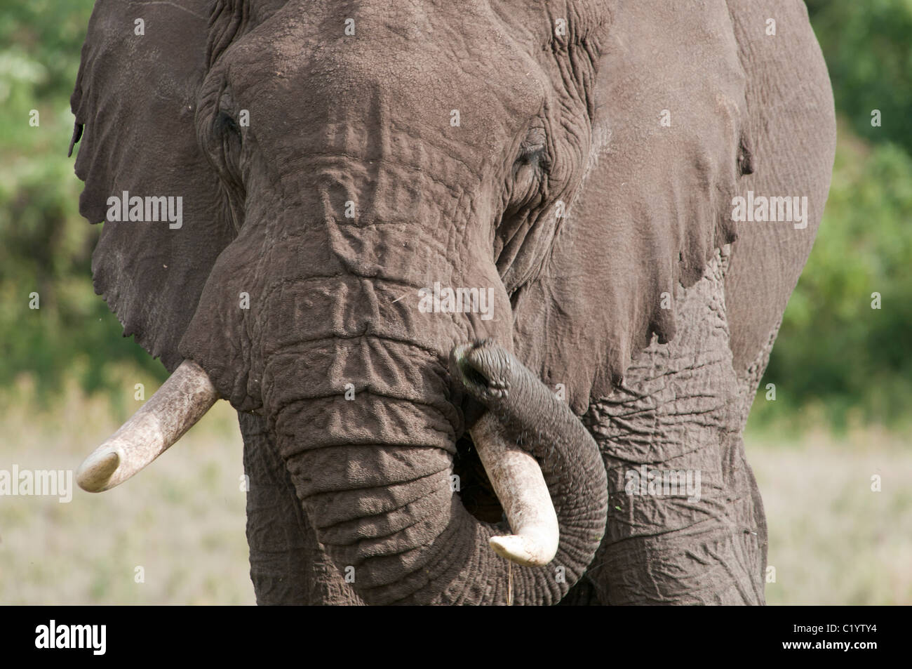 Stock photo closeup of an elephant scratching his face with his trunk ...