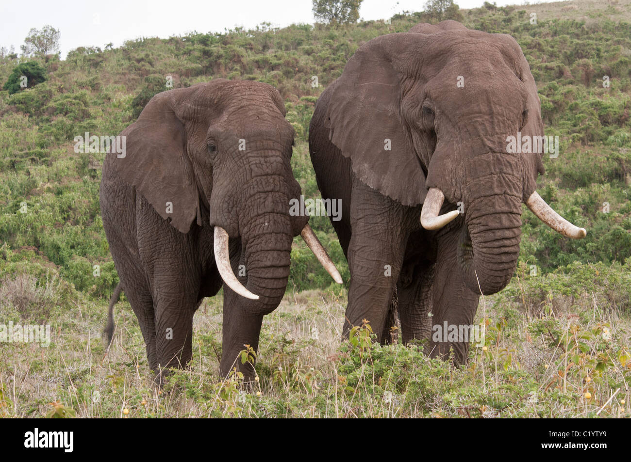Africa ngorongoro tanzania bull bulls male males tusk tusks hi-res ...