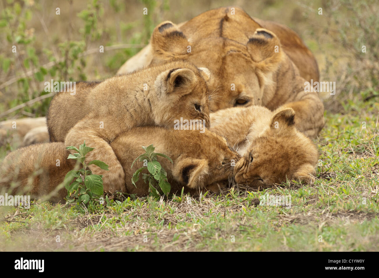 Stock photo of lion cubs playing while their mom watches closely Stock ...