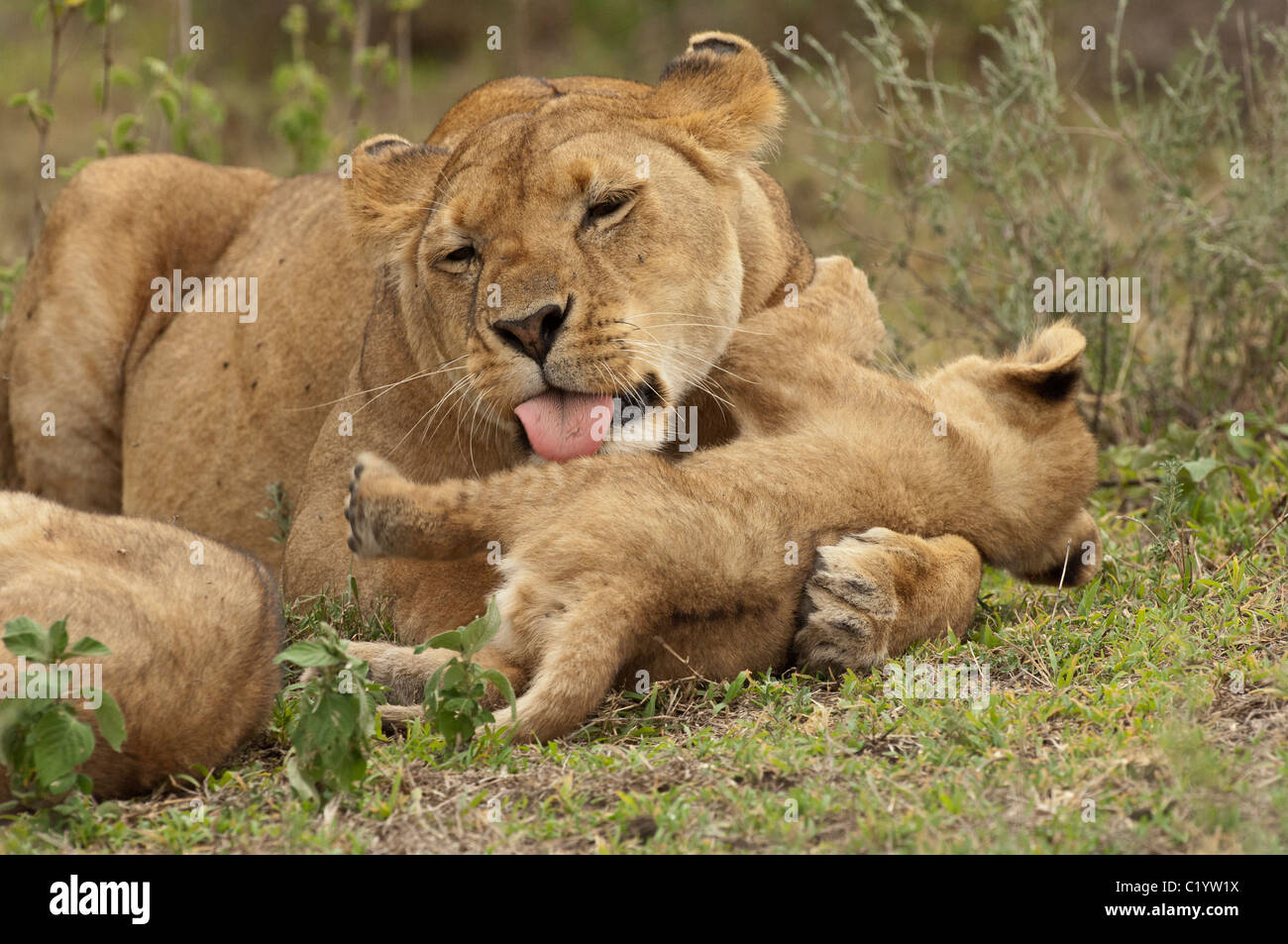 Lioness licking cub hi-res stock photography and images - Alamy