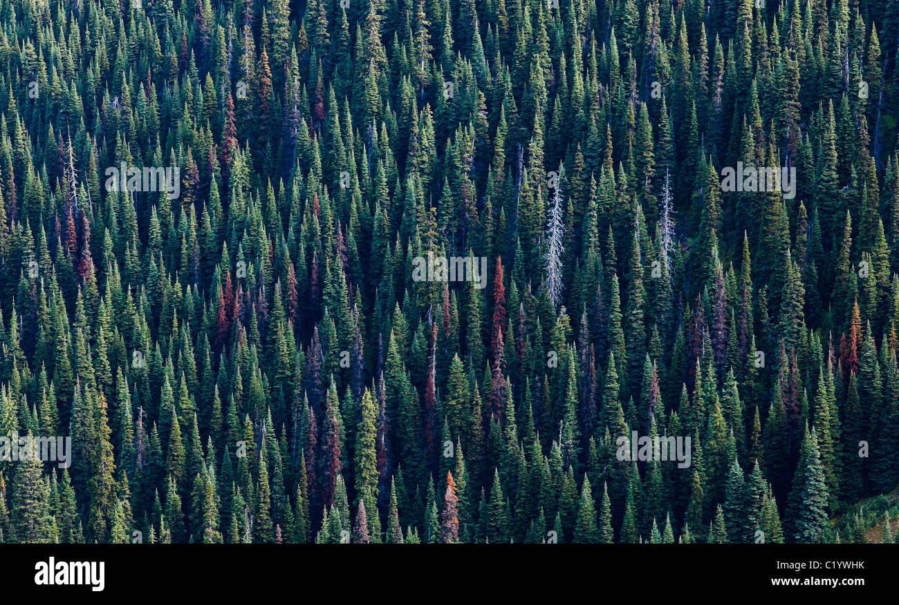 A evergreen conifer forest in the North Cascades range of Washington ...