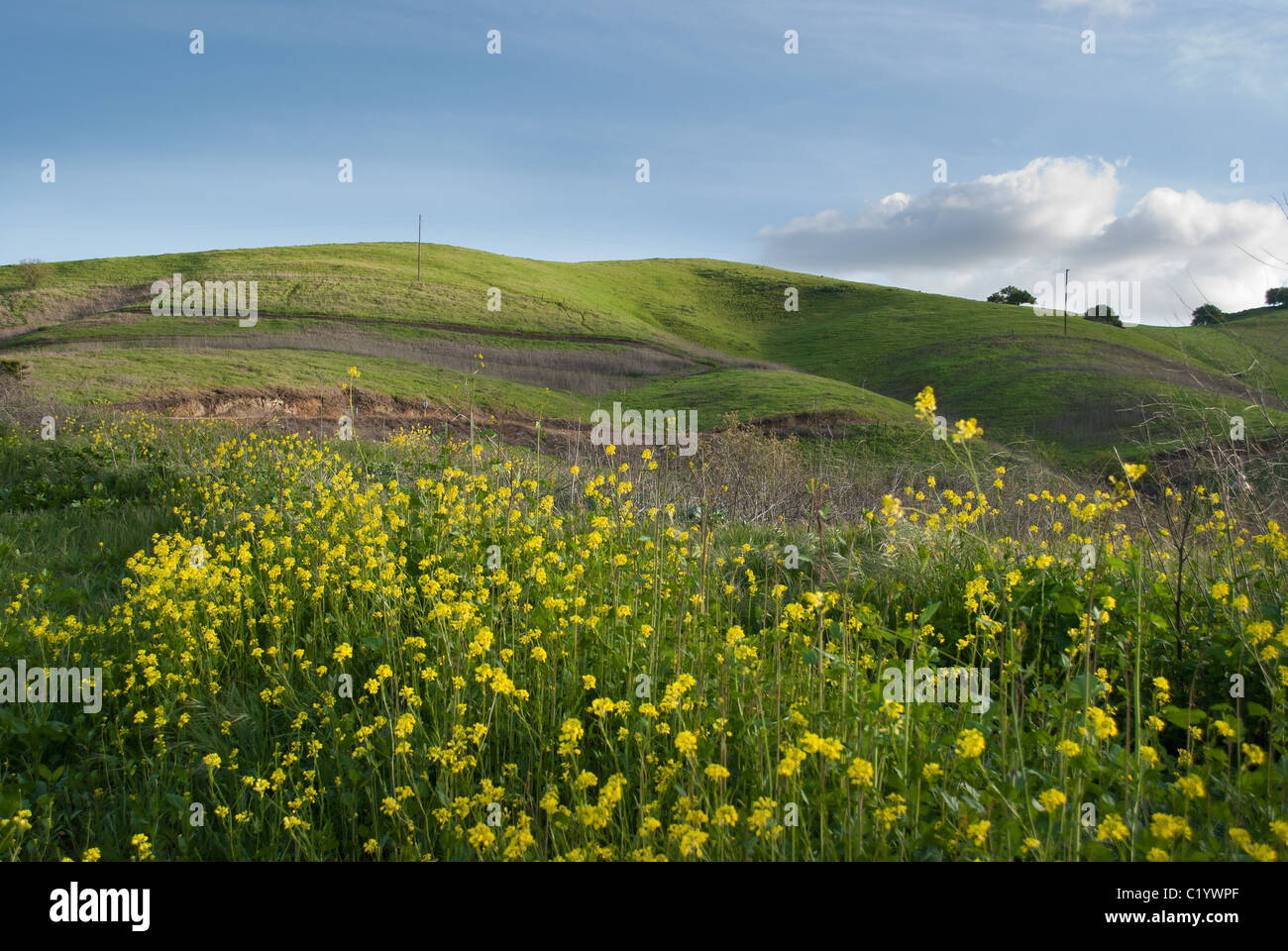 Hills with yellow spring wildflowers flowers in foreground on a ...