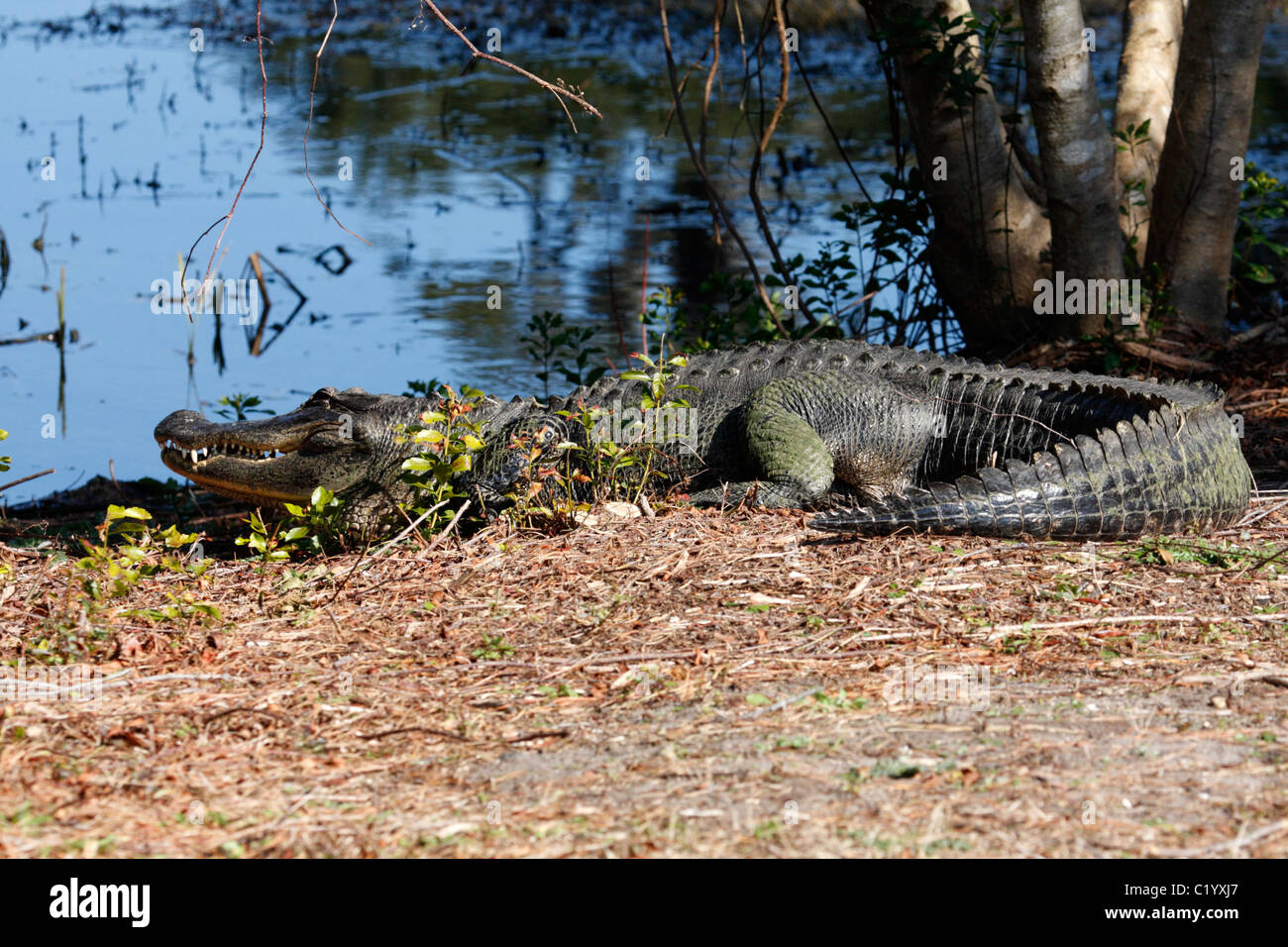 American alligator (Alligator mississippiensis Stock Photo - Alamy
