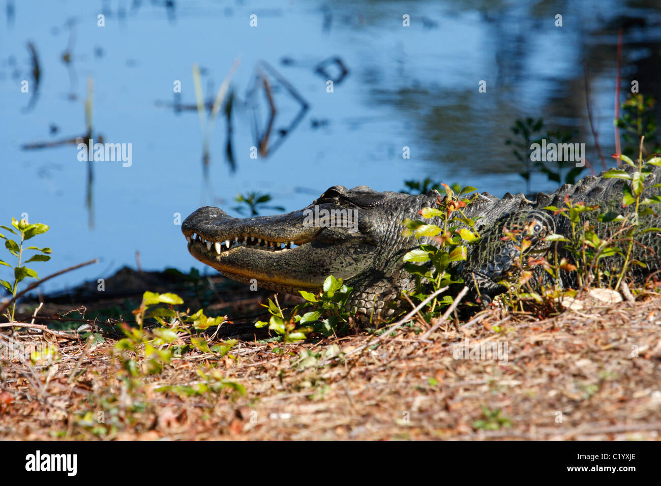 American alligator (Alligator mississippiensis Stock Photo - Alamy