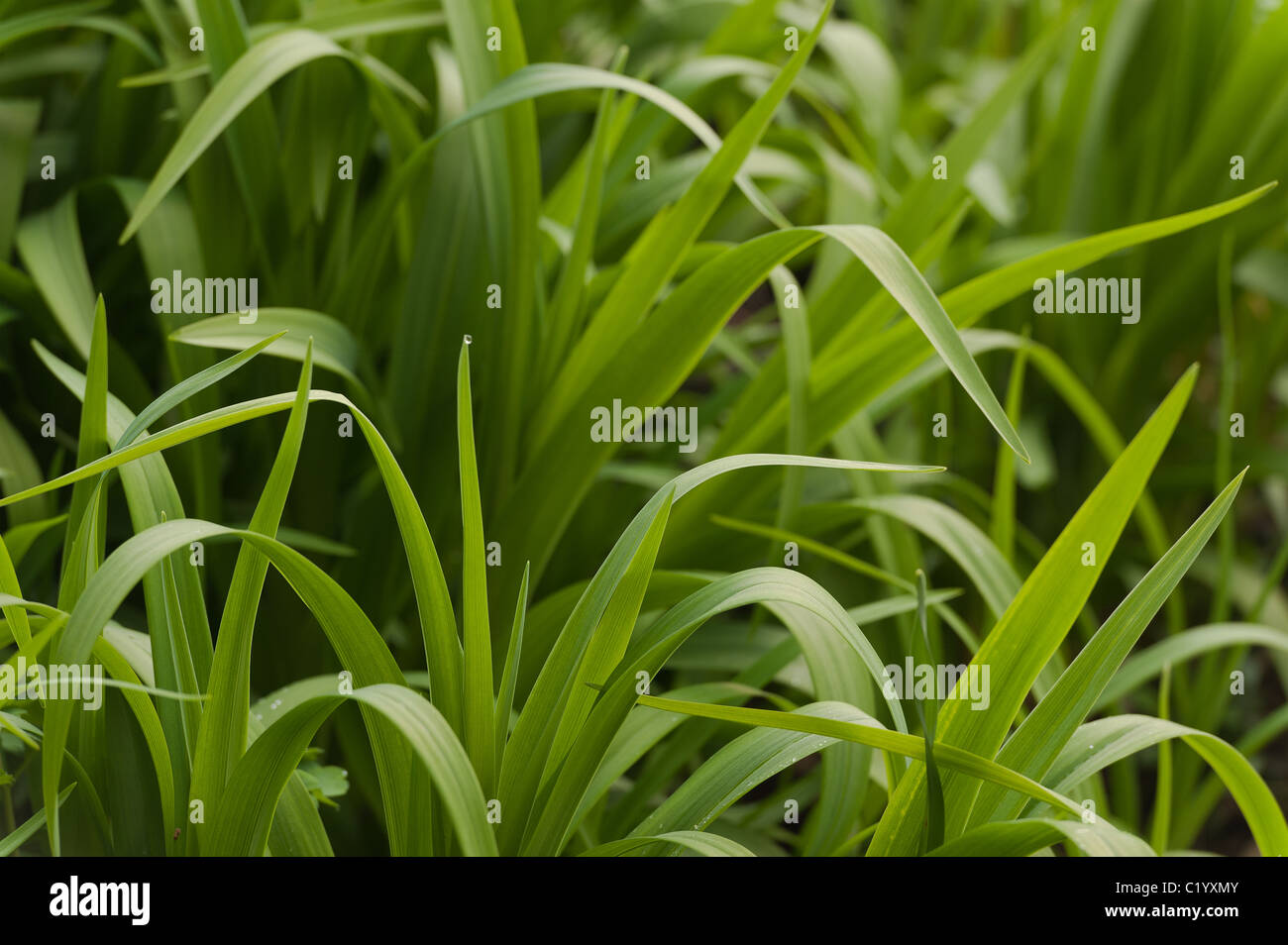 lily leaves new growth in spring time grown for the structure Stock ...