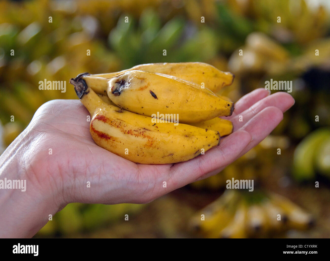 Tropical fruit banana Stock Photo - Alamy
