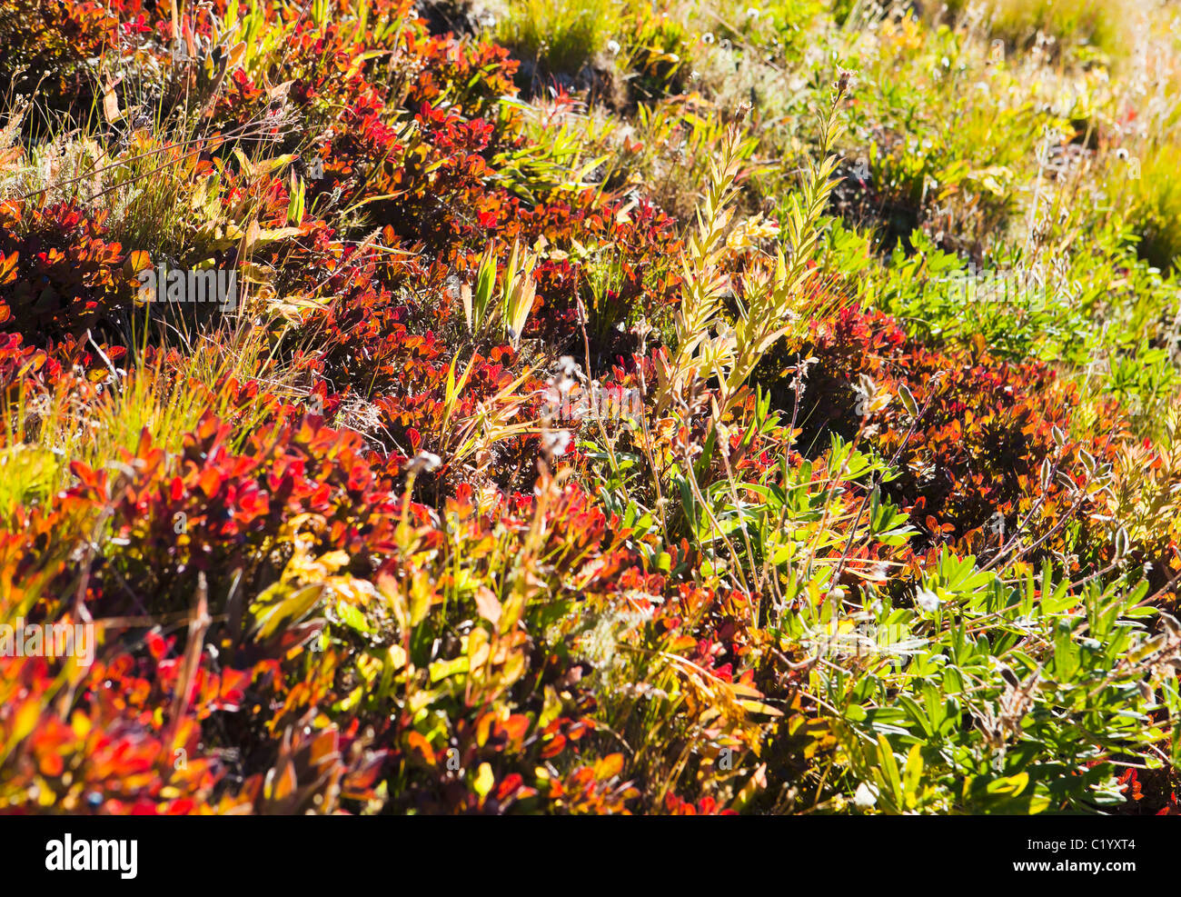 Backlit ground cover plants in the North Cascades in the Fall Stock ...