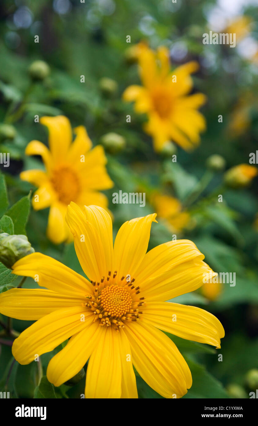 Wild sunflowers on the slopes of Khun Yuam during the Bua Tong Bloom ...