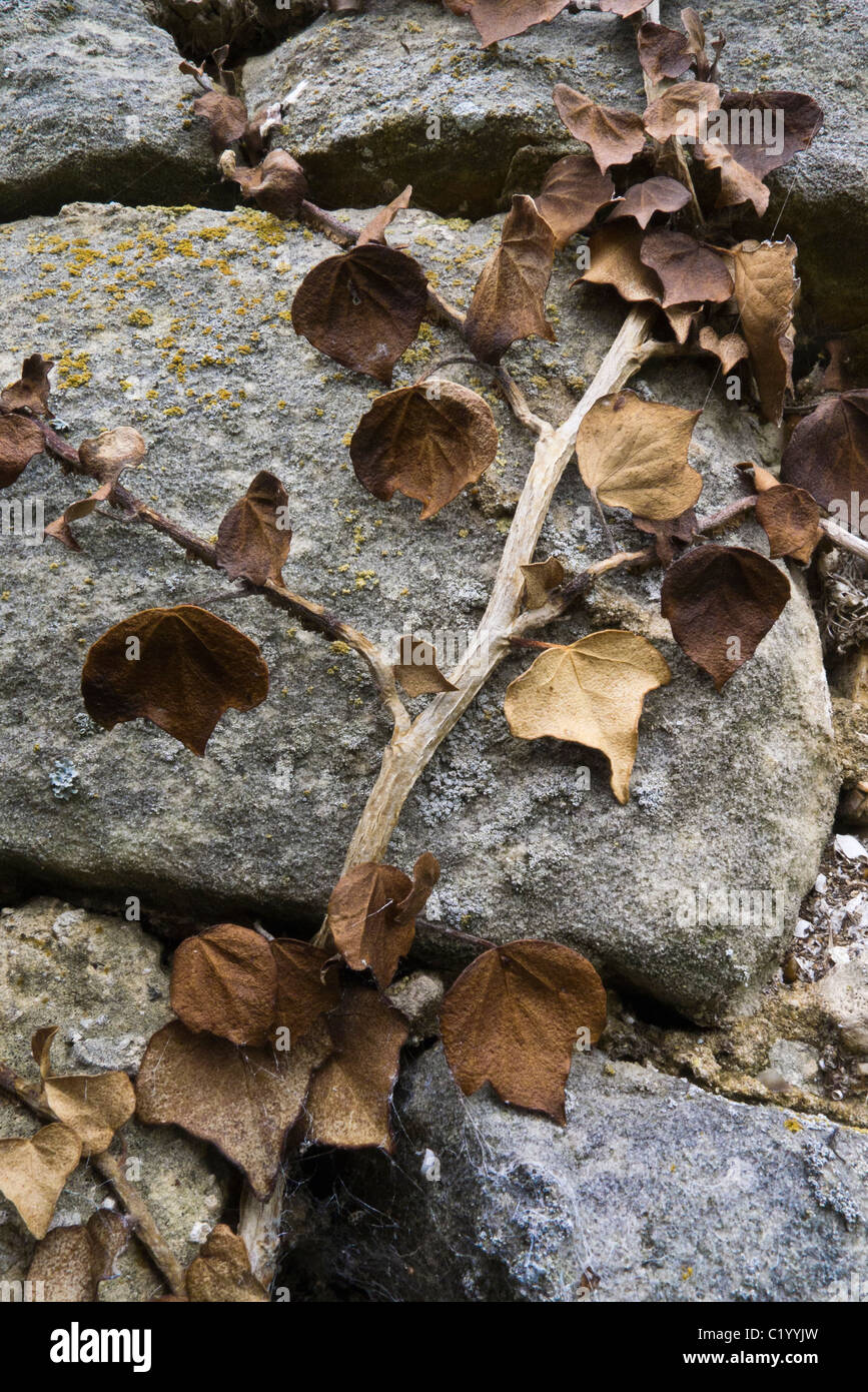 Dead ivy on a stone wall Stock Photo - Alamy