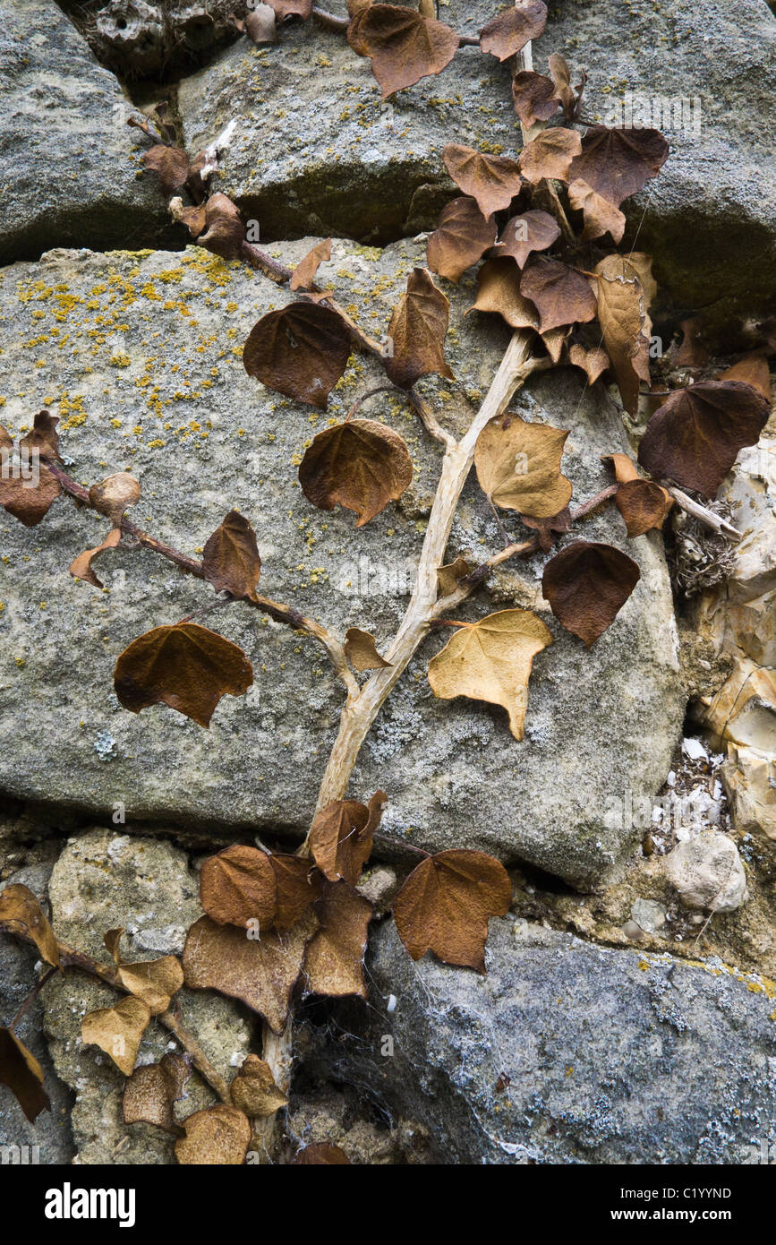 Dead ivy hi-res stock photography and images - Alamy