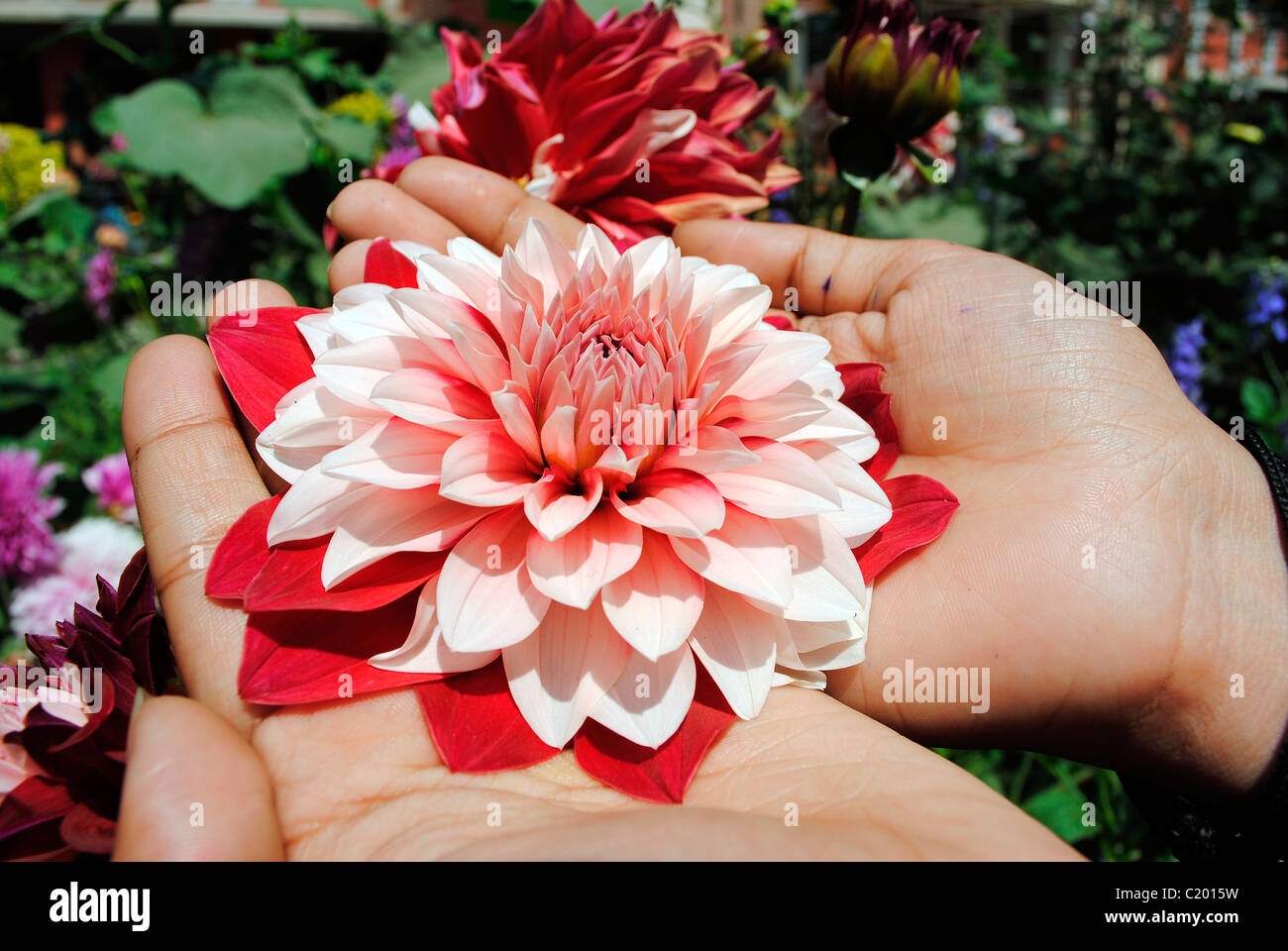 Flowers in hand Stock Photo - Alamy
