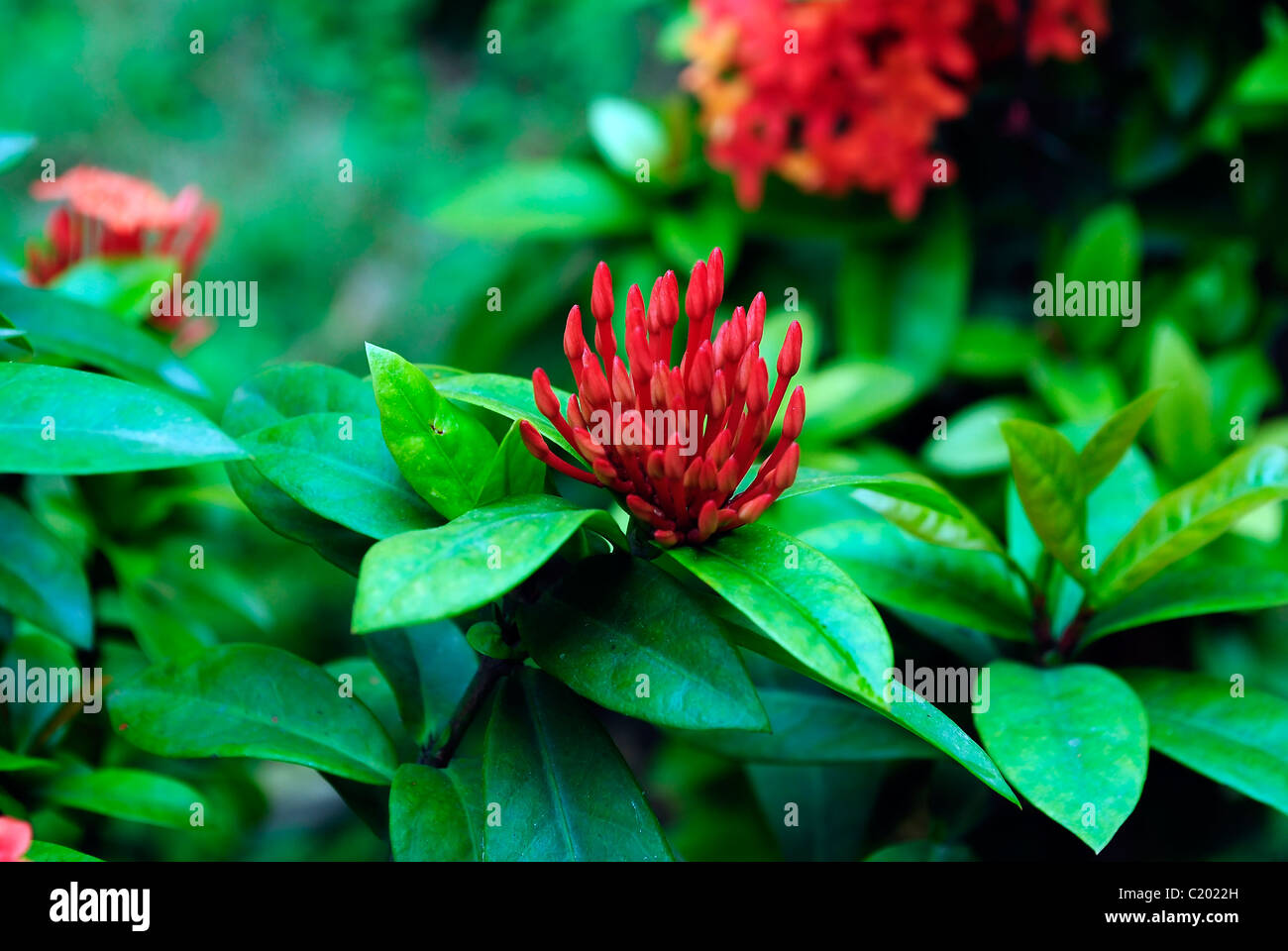 Ixora plant hi-res stock photography and images - Alamy