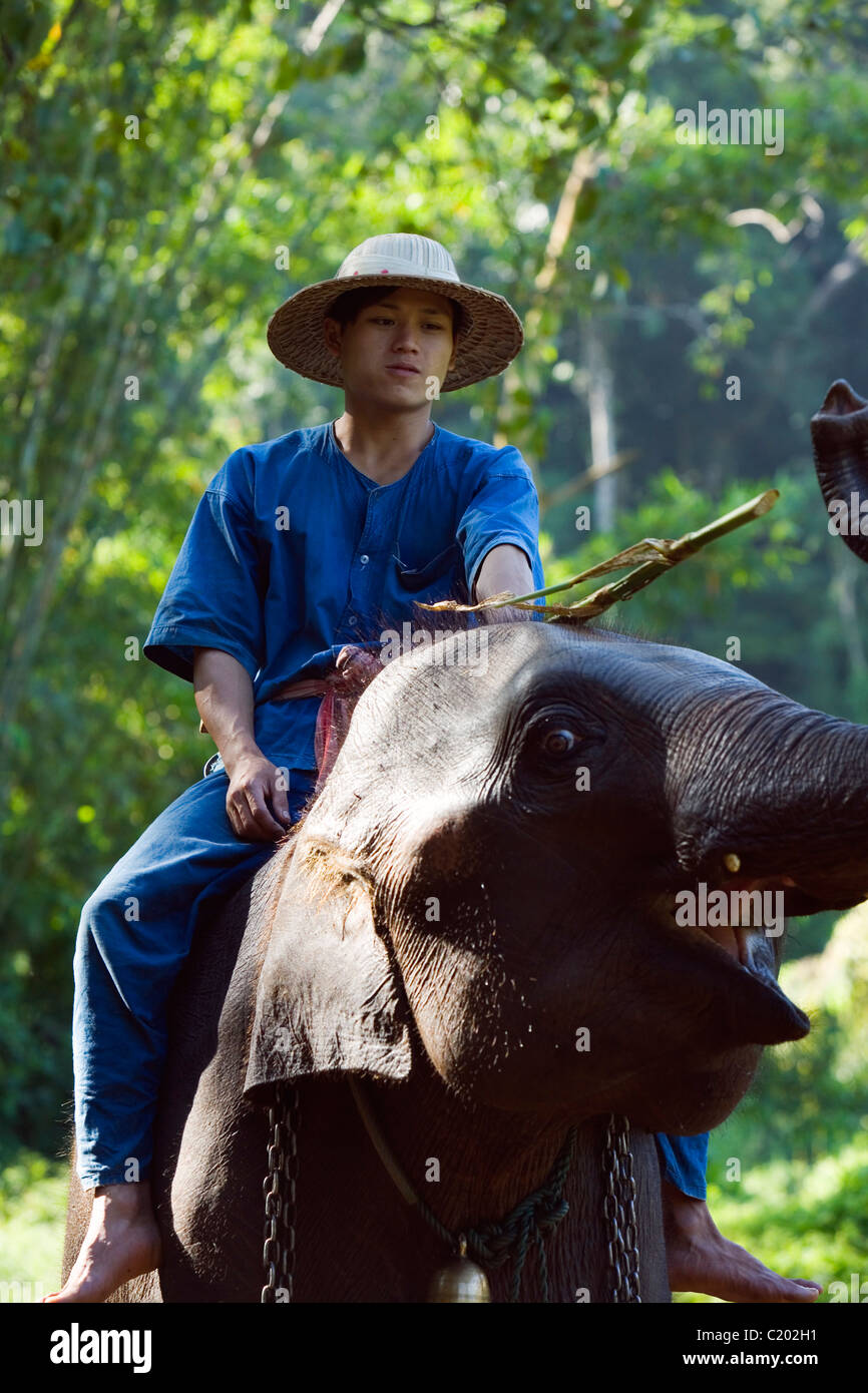 A mahout sit atop his elephant at the Chiang Dao Elephant Training ...