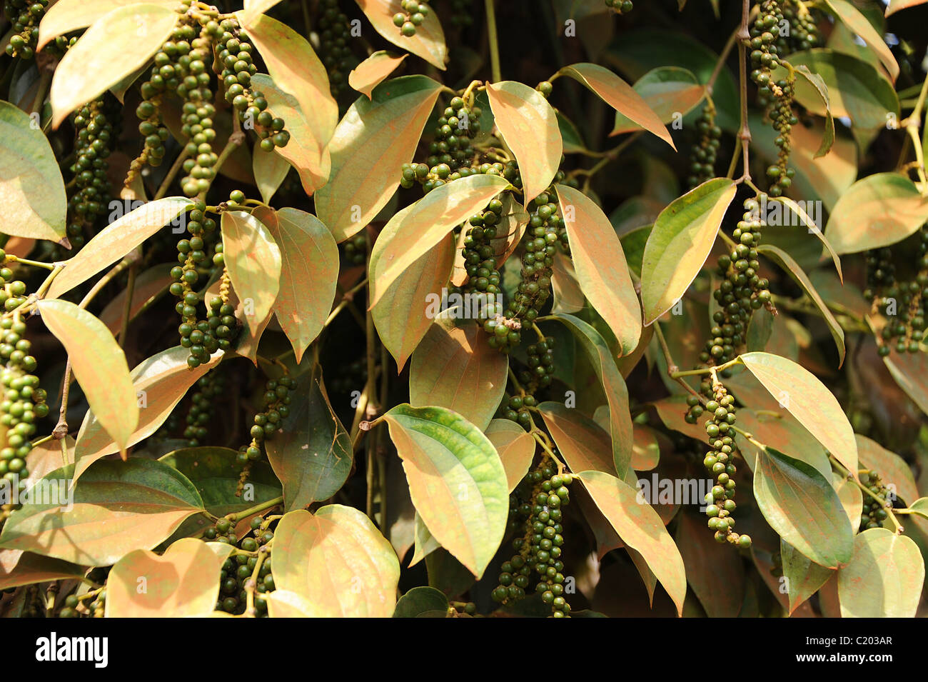 Peppercorns growing hi-res stock photography and images - Alamy