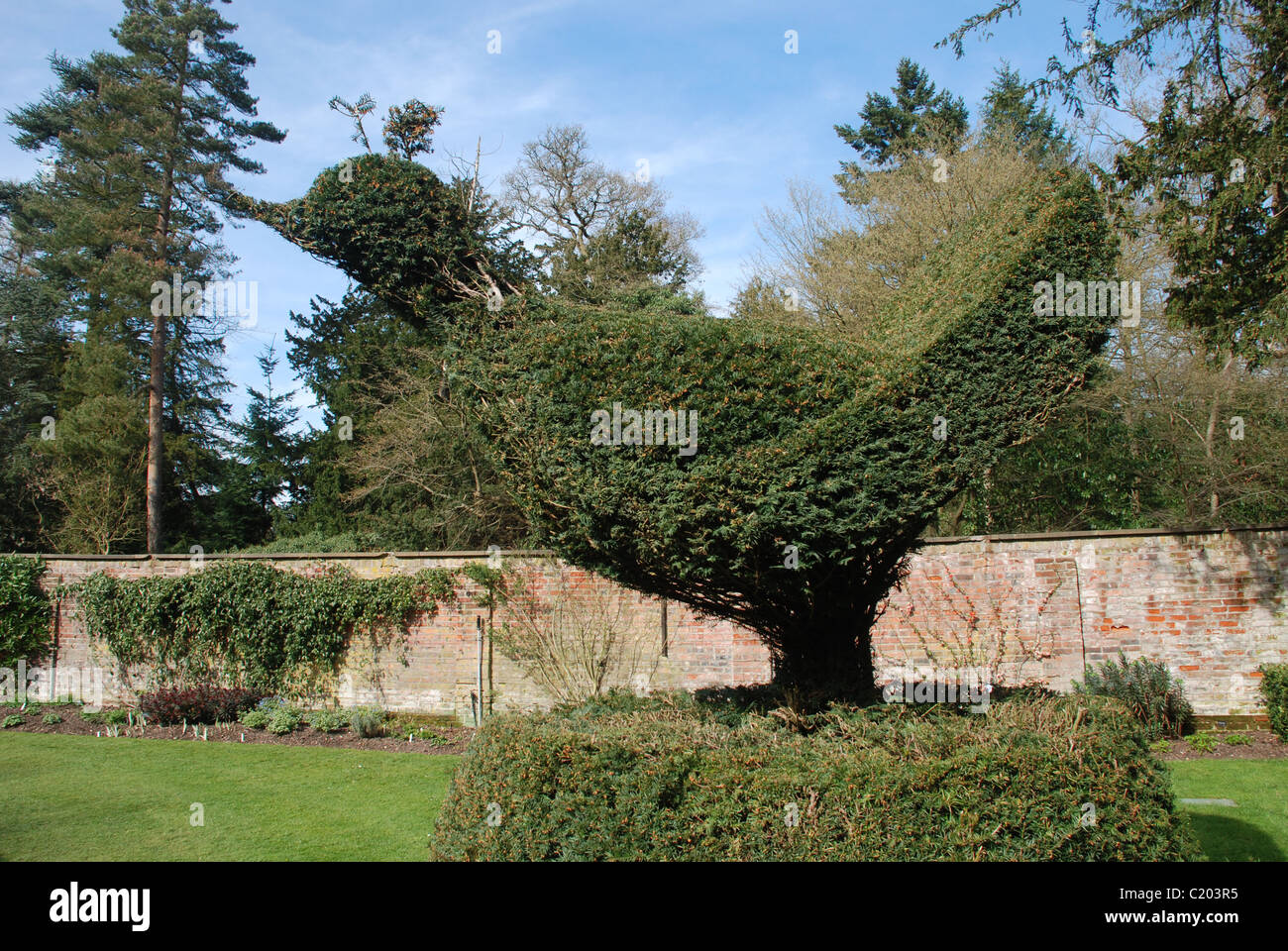Topiary peacock hi-res stock photography and images - Alamy